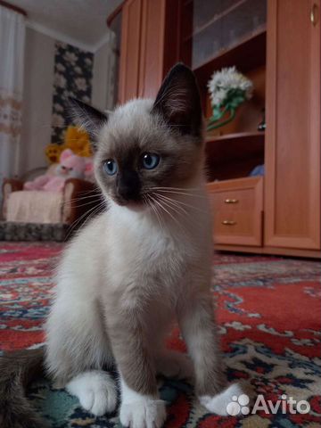 Котёнок