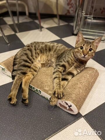 Оцикет фенотип