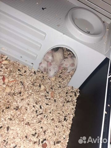 Крыса дамбо