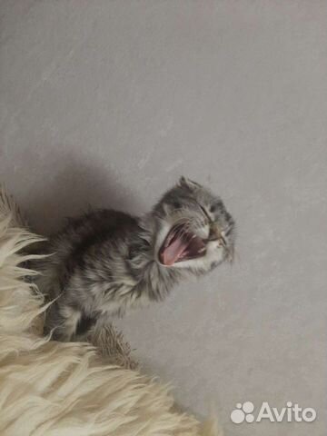 Вислоухая девочка ищет хозяев