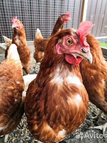 Куры несушки продам