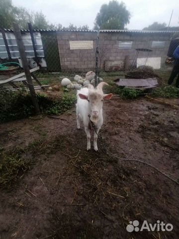 Продаётся козёл