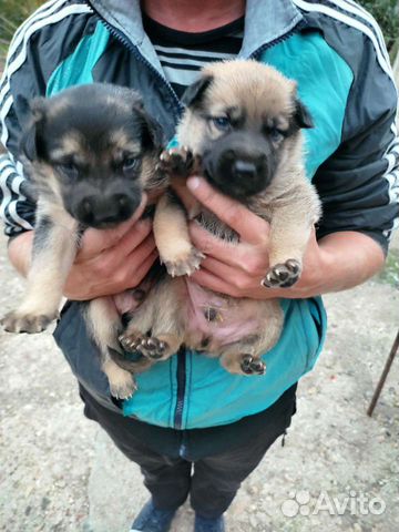 Собаки щенки породистые