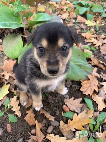 Собаки бесплатно в добрые руки щенки
