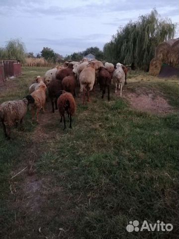 Овцы бараны ягнята оптом