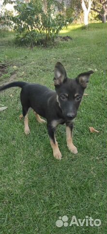 Щенок в добрые руки