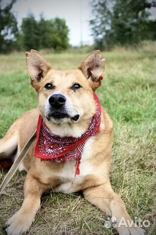 Ваня пес из приюта ищет дом