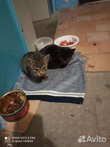 Котята в добрые руки, бесплатно