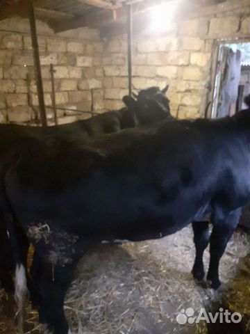 Продам быков и телок