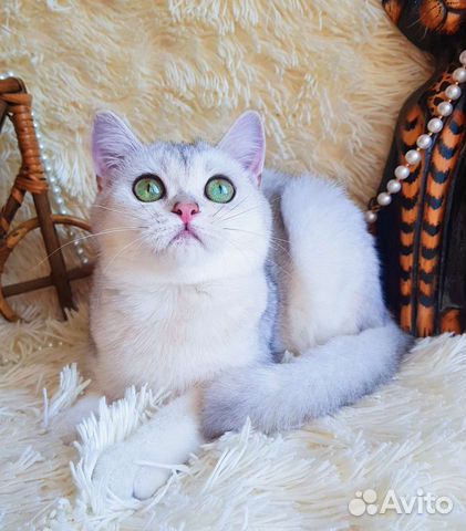 Роскошная кошечка серебристой шиншиллы