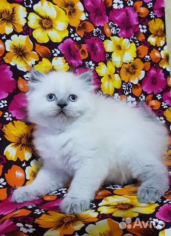 Шотландские котята