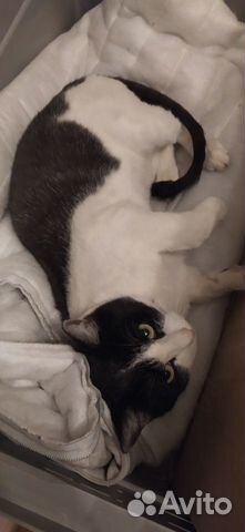 Отдам в добрые руки кошечку