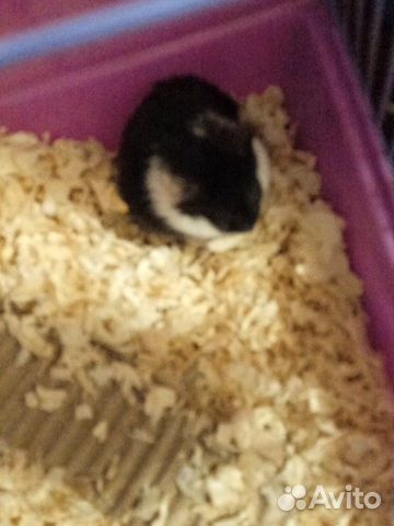 Джунгарский хомячок