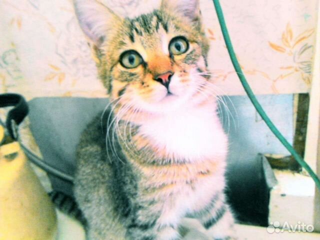 Котенок мальчик в добрые руки