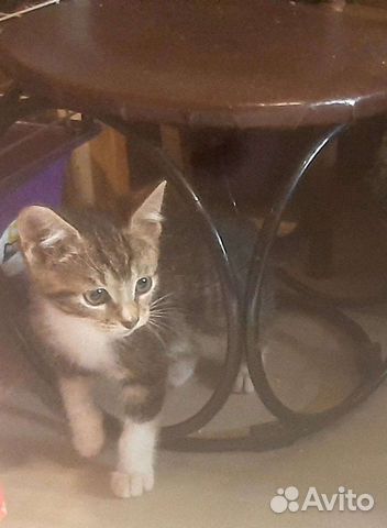 Котята в добрые руки бесплатно
