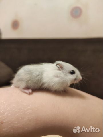 Джунгарский хомячок