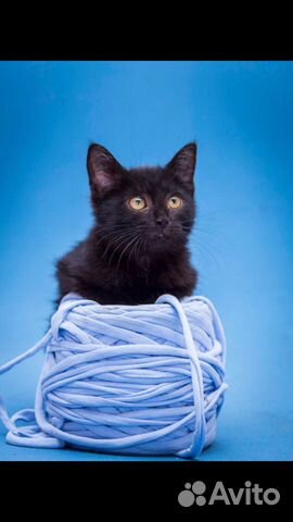 Котенок мальчик 1,5 месяца черныш
