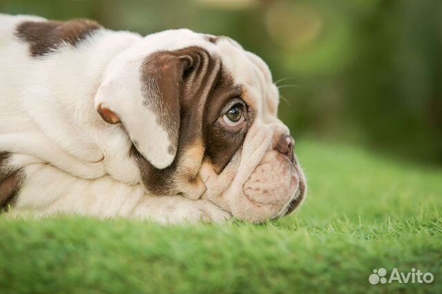 Мальчик Шоколадный Триколор