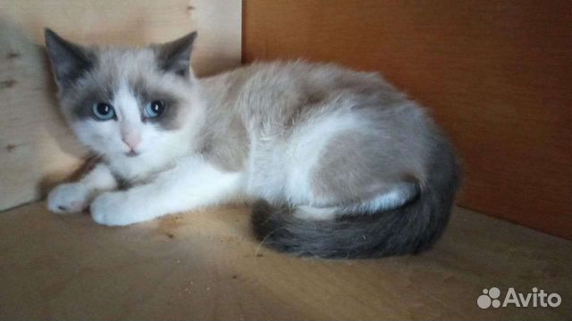 Котята похожие на тайских