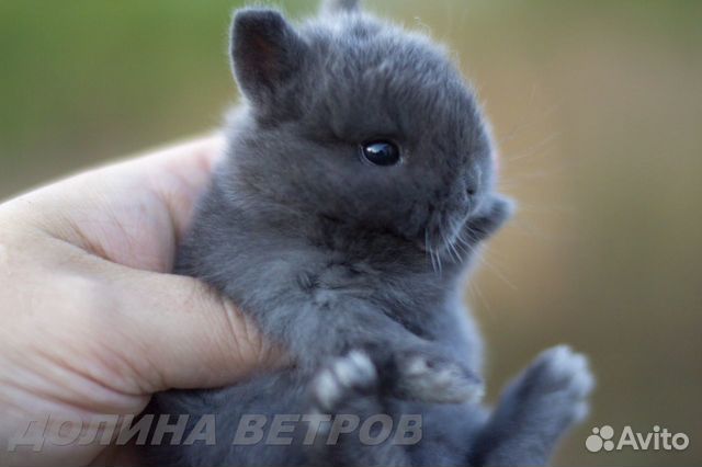 Кролик девочка минор, голубая сепия