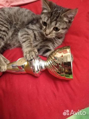 Отдам котенка в добрые руки