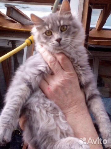 Котенок Маркус ждет родителей