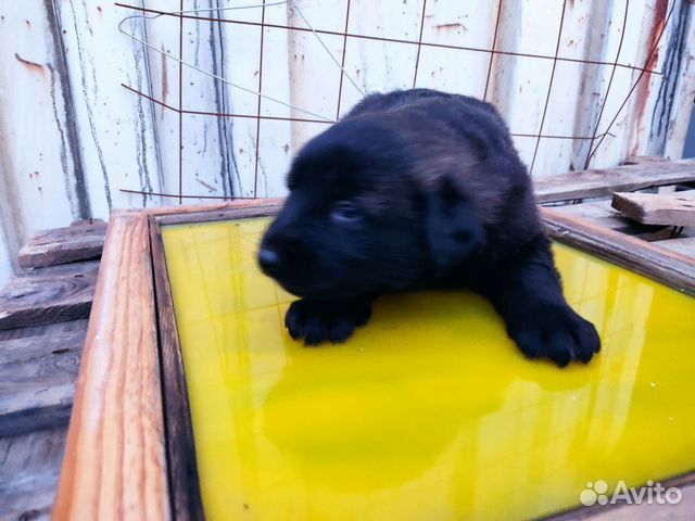 Немец с лабладором