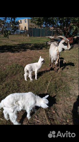 Коза дойная и 2 казлят