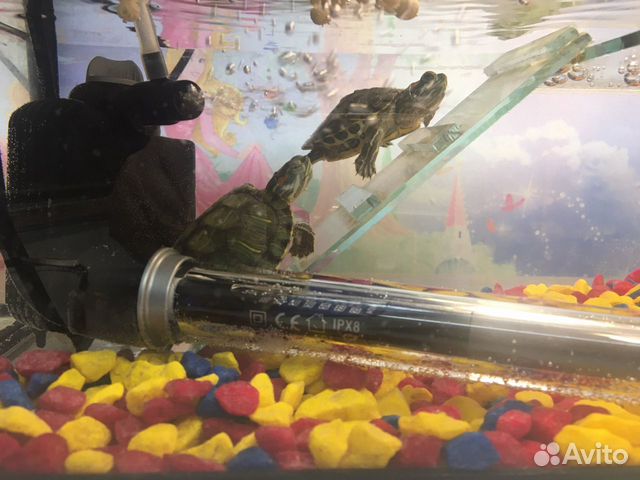 Черепахи красноухие с аквариумом и фильтром