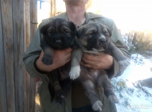 Два мальчика на охрану