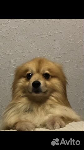 Немецкий шпиц