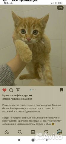 Рыжий комочек счастья на удачу котенок