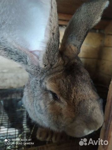 Кролики белый великан