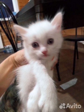 Котики бесплатно в добрые руки