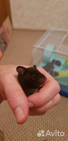 Сирийский хомяк