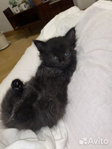 Котенок пепельный