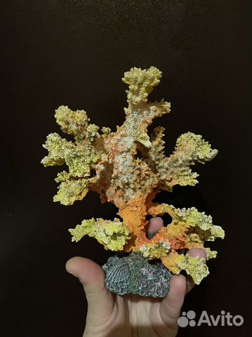 Кораллы для аквариума