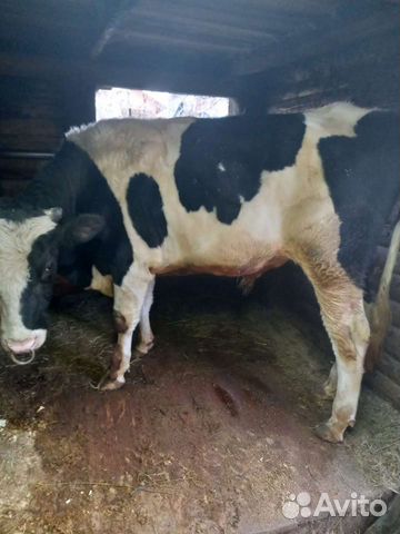 Бык и телята