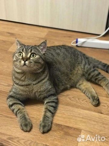 Шотландский кот на вязку