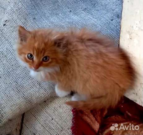 Котенок Павлик Рыжий в носочках 1,5 мес Спасение