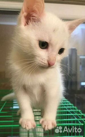 Котенок Снежок