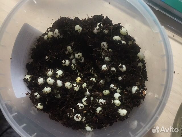 Улитки (яйца )