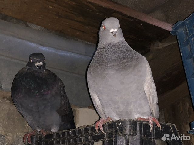 Голуби обмен