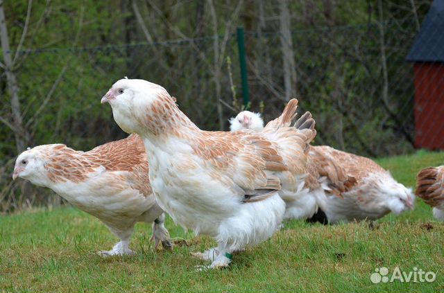 Фавероль куры