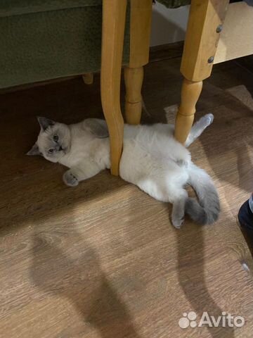 Британский кот, шотландского окраса