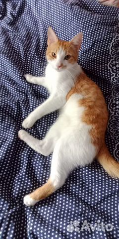 Кот годовалый кастрированный