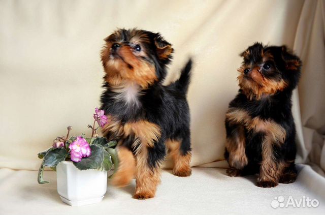 Йоркширский терьер щенки