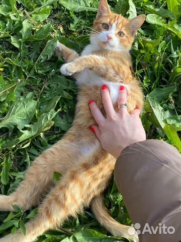 Кошечка девочка