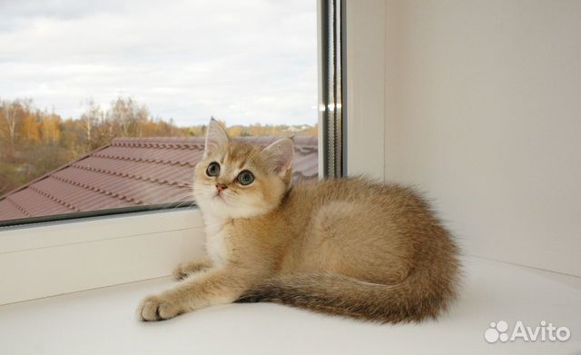 Золотой малыш NY11 от чемпионов