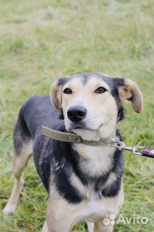 Слбака в добрые руки